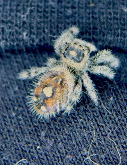 Whimsical ~ I8 UNIQUE Very Gentle Regal Jumping Spider by Tay's ...