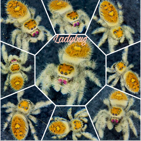 LadyBug ~ Subadult Sibling To Phoenix & Candy Corn! Jumping Spider by ...