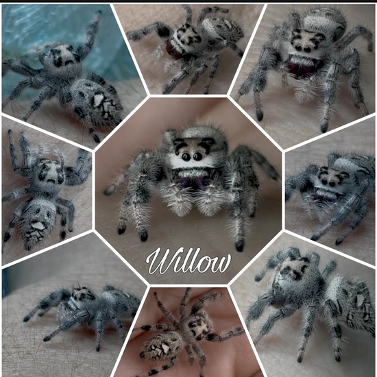 Willow ~ High White Line Subadult Female Jumping Spider by Tay's ...