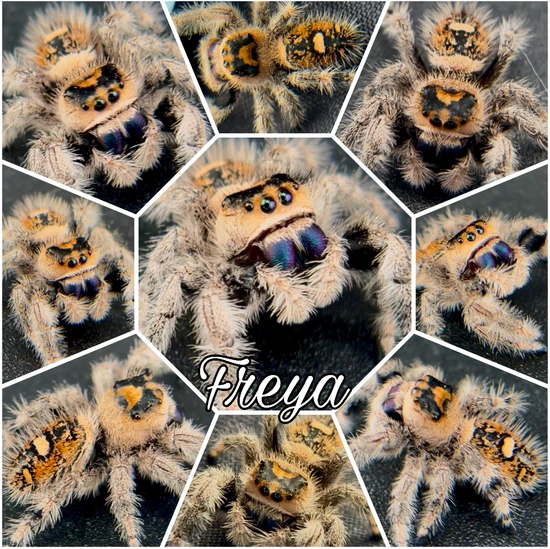 Freya ~Unique Blue Chelicerae Adult Wonder Jumping Spider by Tay's ...