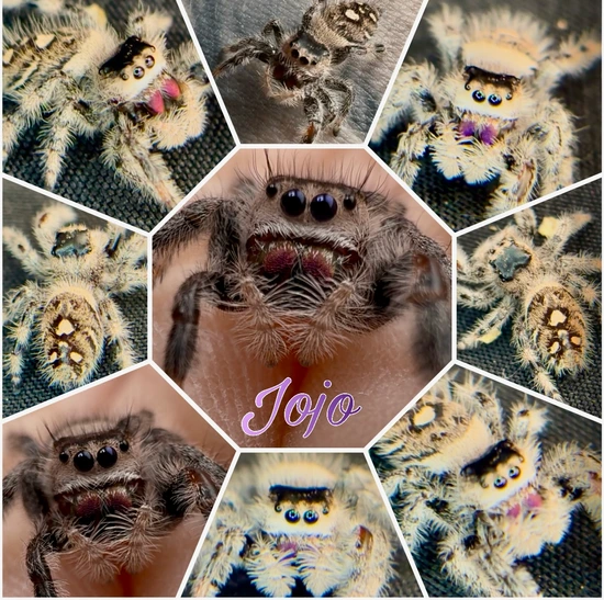 Jojo ~ Juvenile Dark Phase X White Line Jumping Spider by Tay's ...