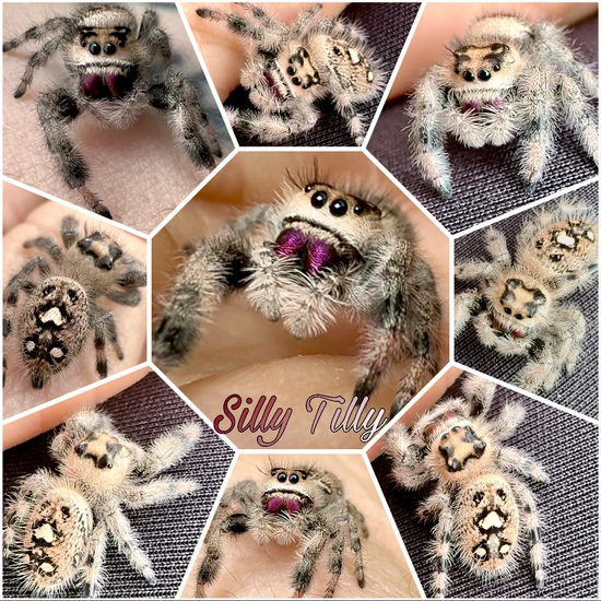 Silly Tilly ~ The Sweet Lil’ Fluff Who’ll Steal Your ️ Jumping Spider ...