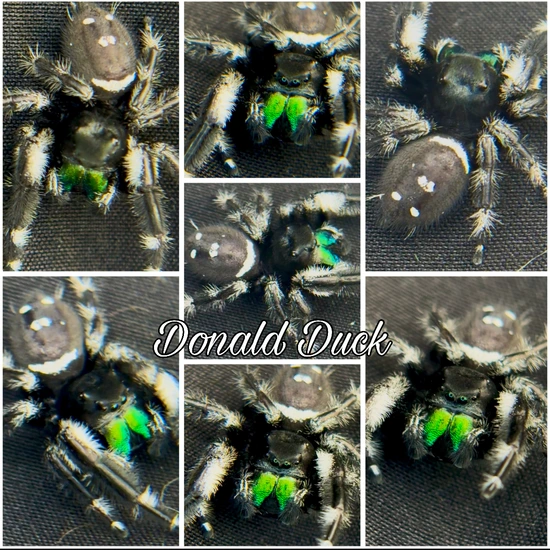 Donald Duck ~ Goliath Sized Boy Jumping Spider by Tay's Spoodsylvania