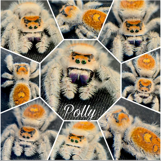 Polly ~ Your Pumpkin Princess Jumping Spider by Tay's Spoodsylvania