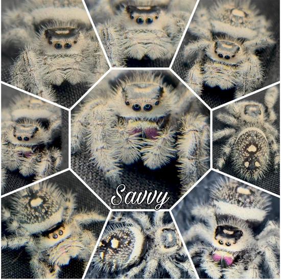 Savvy ~ Double Stuffed Oreos Please Jumping Spider by Tay's Spoodsylvania