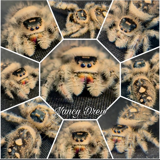Nancy Drew ~ Your Little Pet Detective Jumping Spider by Tay's ...