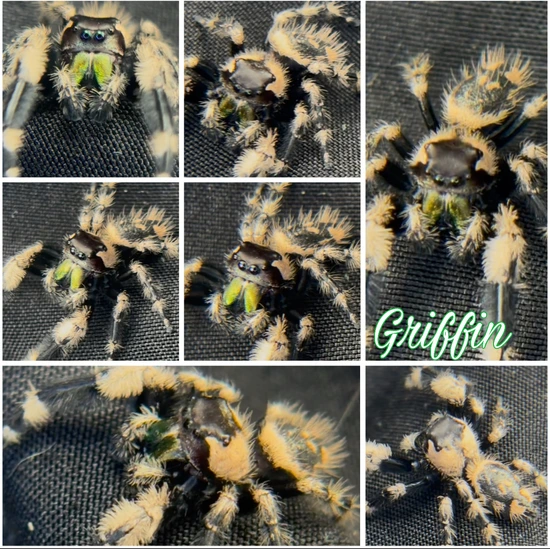 Griffin ~ Golden Guardian Of Spoodsylvania Jumping Spider by Tay's ...