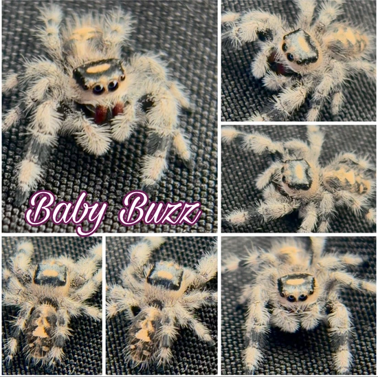 Buzz ~ One Of A Kind Jumping Spider by Tay's Spoodsylvania