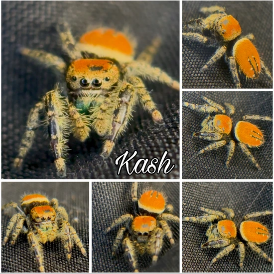 Jonnie “Kash” ~ Juvenile Sweet Treat Jumping Spider by Tay's Spoodsylvania