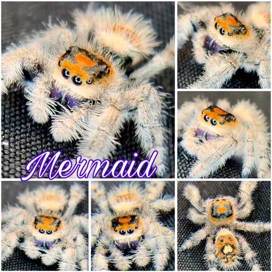Mermaid ~ Sweetheart Babygirl Jumping Spider by Tay's Spoodsylvania