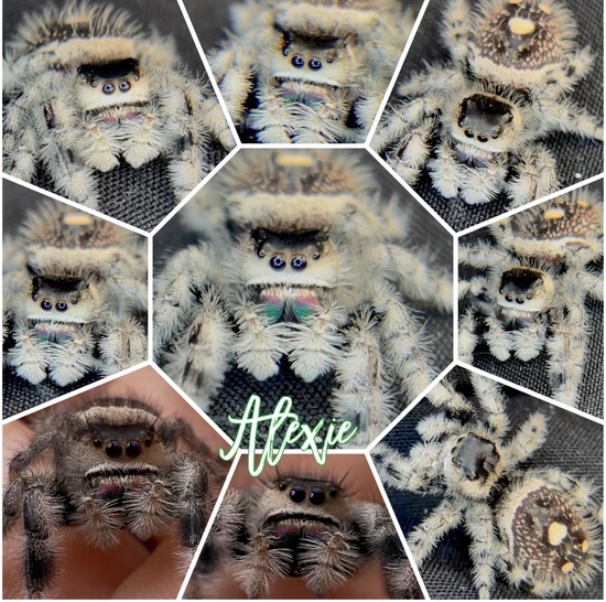 Alexie ~ Christmas Special! Jumping Spider by Tay's Spoodsylvania