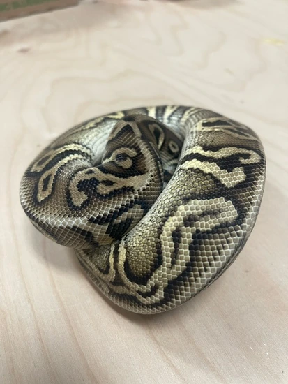 Pastel Leopard Wookie Het Clown Het Lavendar Albino Ball Python by Jurassak