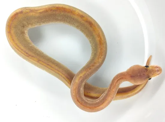 Mimosa Ball Python by TBM Reptiles