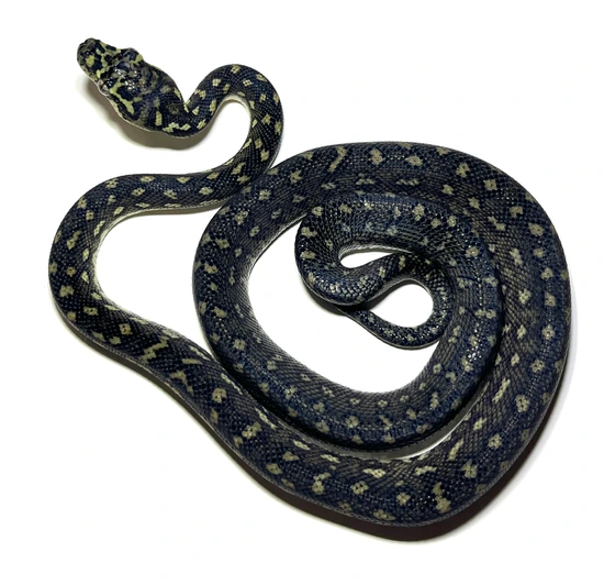 Pure Diamond Female Diamond Carpet Python by TB Snakes