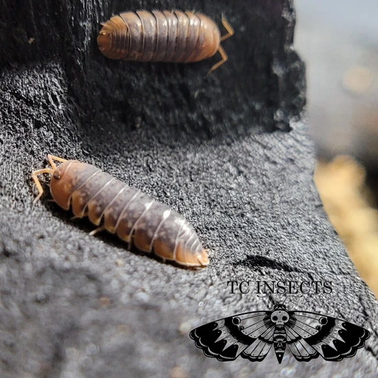 Vietnam | Sinodillo Sp Isopod by TCINSECTS.com
