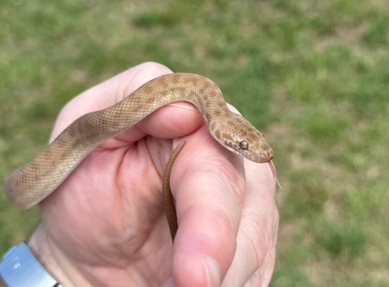 2023 Female T+ Albino Children’s Python Children's Python by Locality Gems