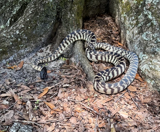 2023 Lazik Western Black-Headed Python Male by Locality Gems