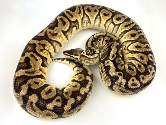 Super Pastel YB Ball Python by Coiled Up Snakes