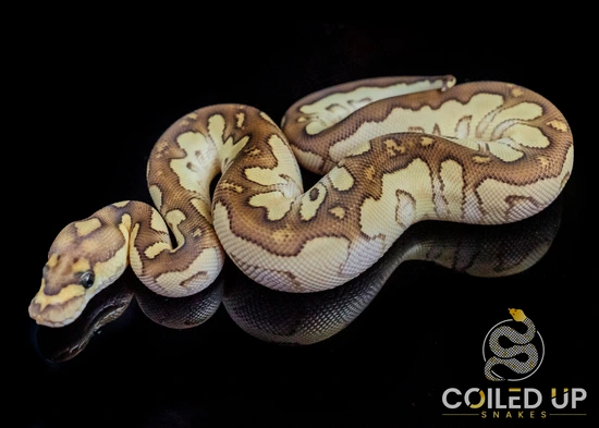 Lesser Clown Ball Python by Coiled Up Snakes