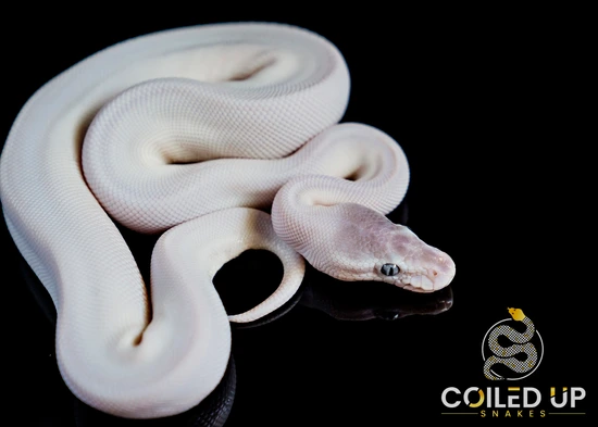 BEL (Blue Eyed Lucy) Het Pied Ball Python by Coiled Up Snakes