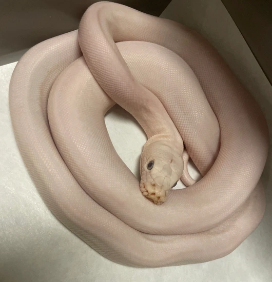 Super Phantom Het Purple FREE SHIPPING Reticulated Python by DNT RETICS