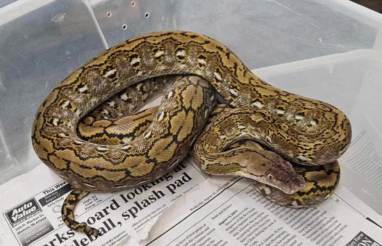 1.0 100% Pure Sd Kalatoa Free Shipping Tk Line Reticulated Python by ...