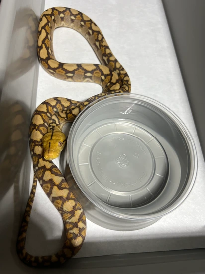 Caramel Free Shipping Reticulated Python by DNT RETICS