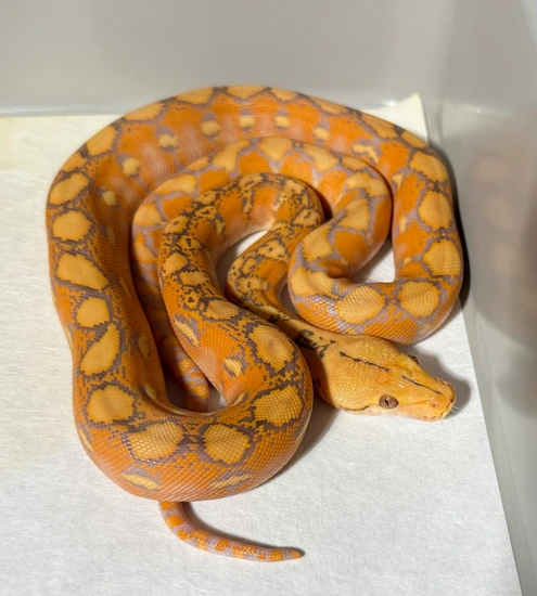 31.25% SD 12.5% Dwarf Purple HOGS PH Anery Reticulated Python by DNT RETICS