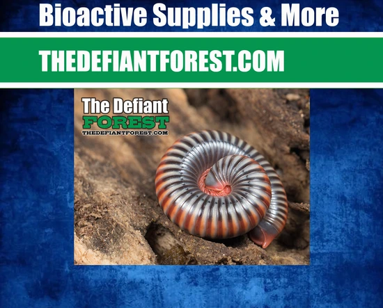 Male Vietnamese Rainbow Millipede, Atophochetus Dollfusi by ...