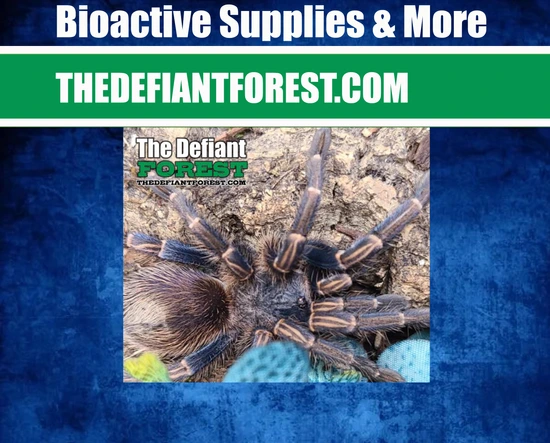 .50" Giant Peruvian Blue Zebra, Thrixopelma Longicolli Tarantula by ...