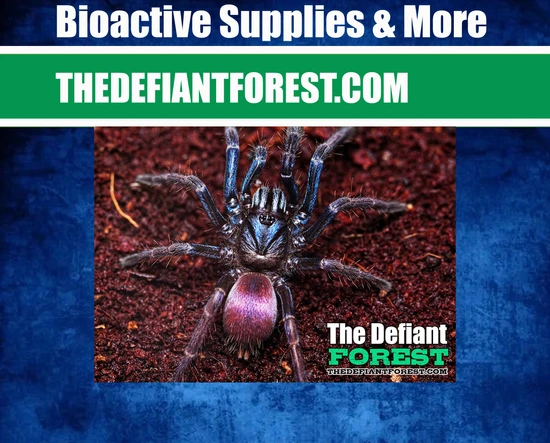 .75" - LSD Earth Tiger Tarantula, Haploclastus Devamatha by ...