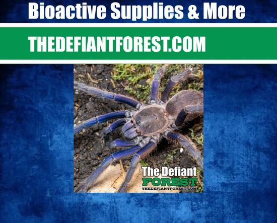 .75" - Vietnamese Blue Tarantula, Chilobrachys Dyscolus by ...