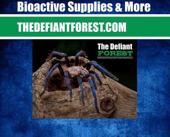 75" Borneo Neon Blue-Leg Tarantula, Birupes Simoroxigorum by ...