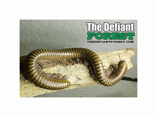 3 Count - 2.0" CBB Giant African Olive Millipedes by THEDEFIANTFOREST.com