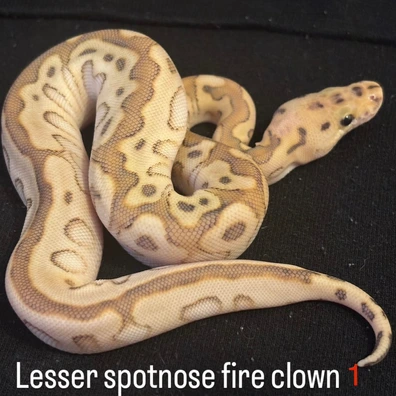 Fire Lesser Spotnose Blade Clown - ReptiPlace
