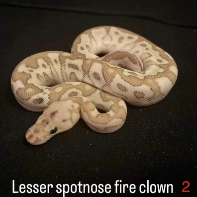 Fire Lesser Spotnose Clown - ReptiPlace