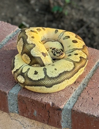 Pastel Red Stripe Clown (Proven) Ball Python by Teacher’s Pythons