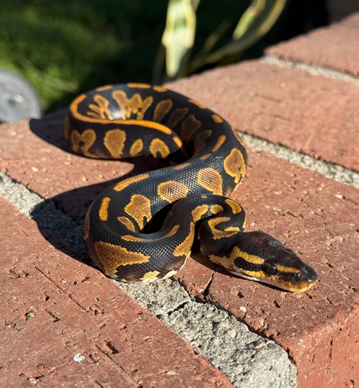 Black Head Yellow Belly Het Clown Ball Python by Teacher’s Pythons