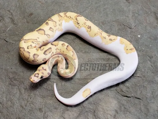 Disco Fire Clown Ball Python by Susquehanna Ectotherms