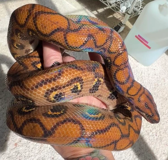 Ready To Breed Adult BRB Brazilian Rainbow Boa by Reptile Town