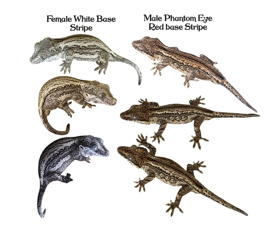 Phantom Eye Breeding Pair Gargoyle Gecko by Reptile Town