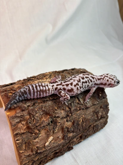 White Out Oreo Patternless 66% Het Ghost African Fat-Tailed Gecko by ...