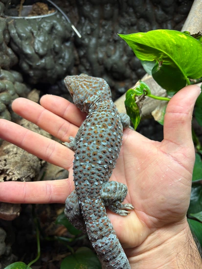 Green Galaxy Proven Breeder Tokay Gecko by TNT Exotics