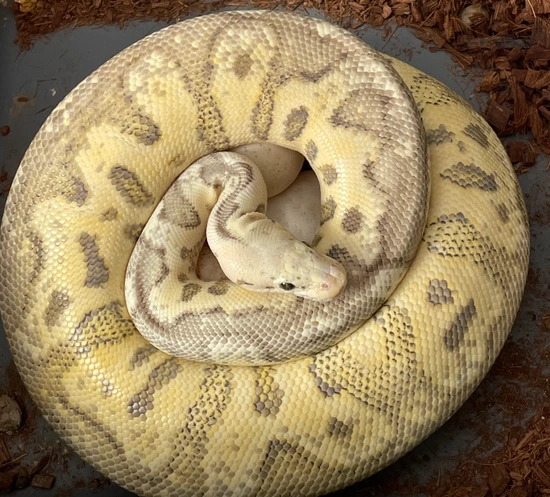 Superfly Spotnose Clown Ball Python by Royals Evolution