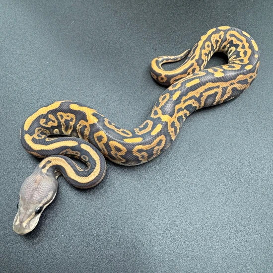 Leopard Black Pastel Hypo H. Clown Ball Python by Ten_Thousand_Scales