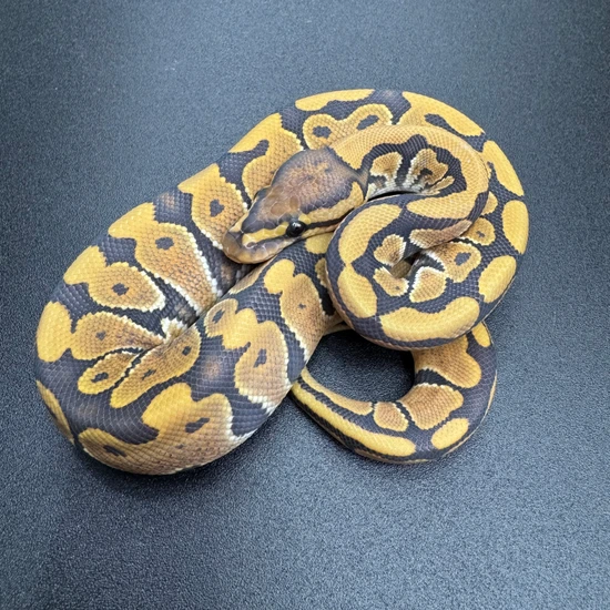 Hypo H. Clown Ball Python by Ten_Thousand_Scales