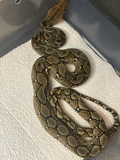 Normal Reticulated Python by Feathers fins and furs