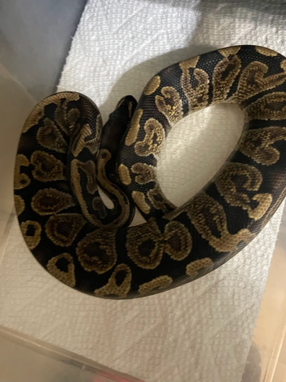 Ghi Het Hypo Ball Python by Feathers fins and furs