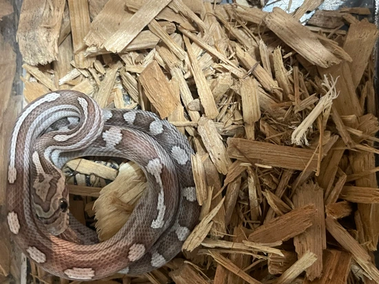 Anery Motley Corn Snake by Feathers fins and furs