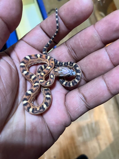 Scaleless Corn Snake by Feathers fins and furs